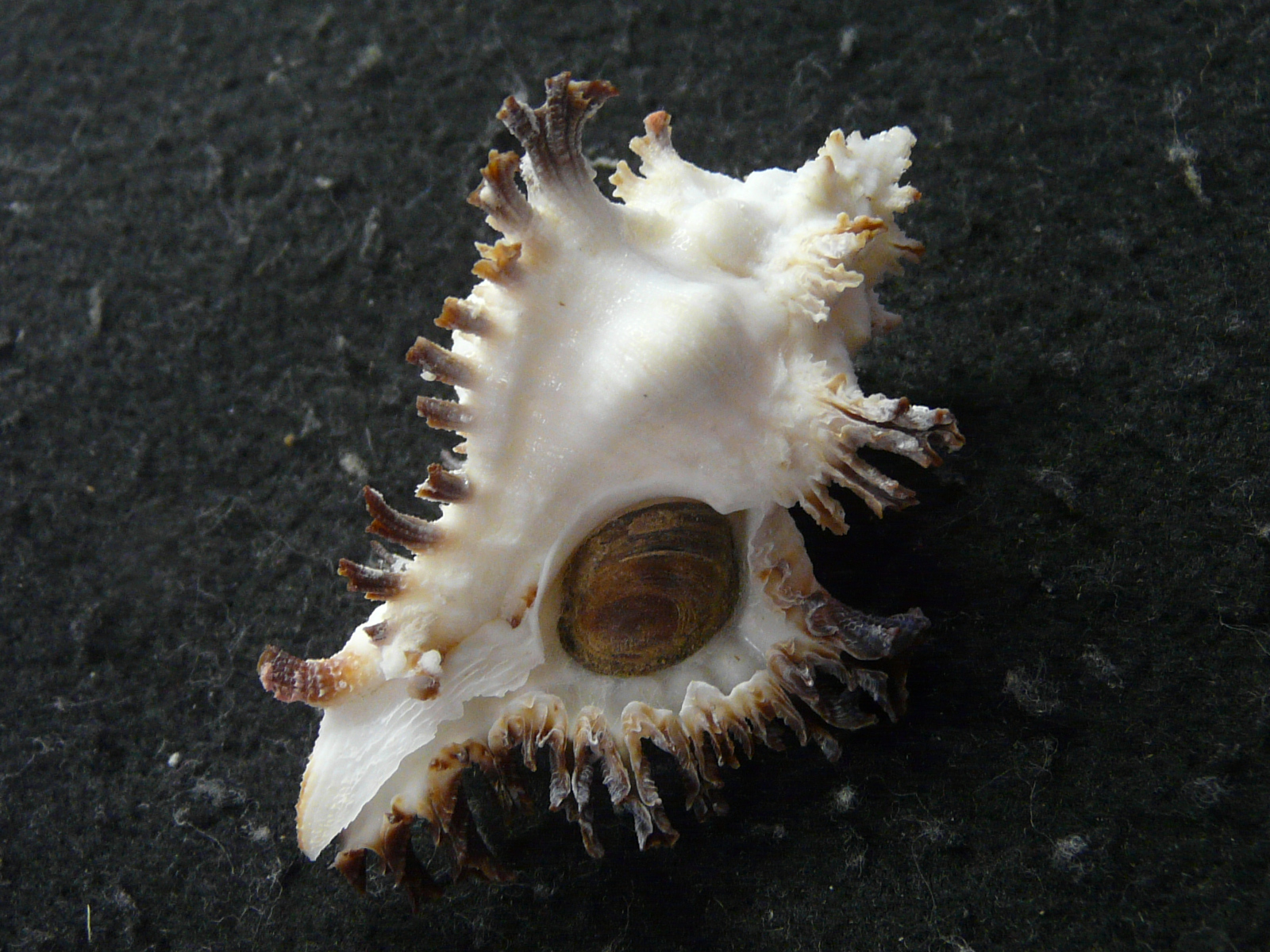 Chicoreus brunneus huttoniae (Wright,1878)w/o（白型） | 貝殻標本店「F]