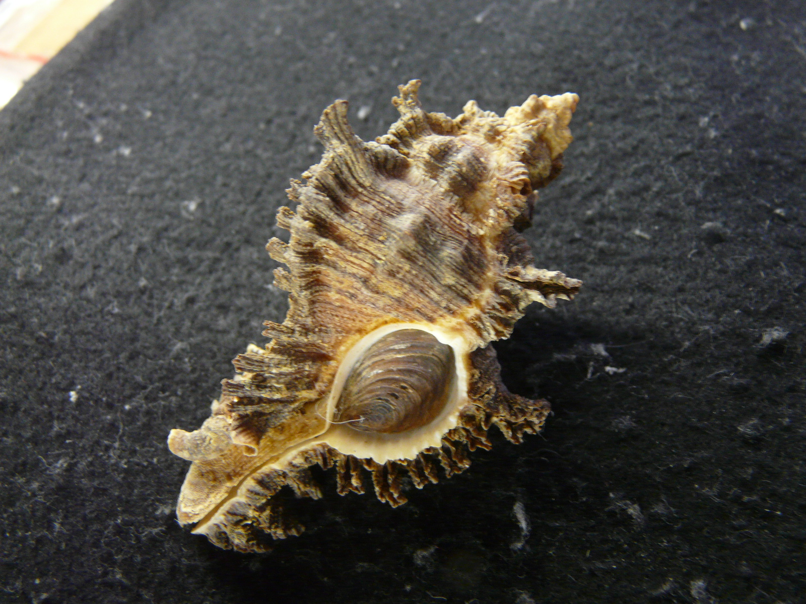 Chicoreus bourguignati (Poirier, 1883)w/o | 貝殻標本店「F]